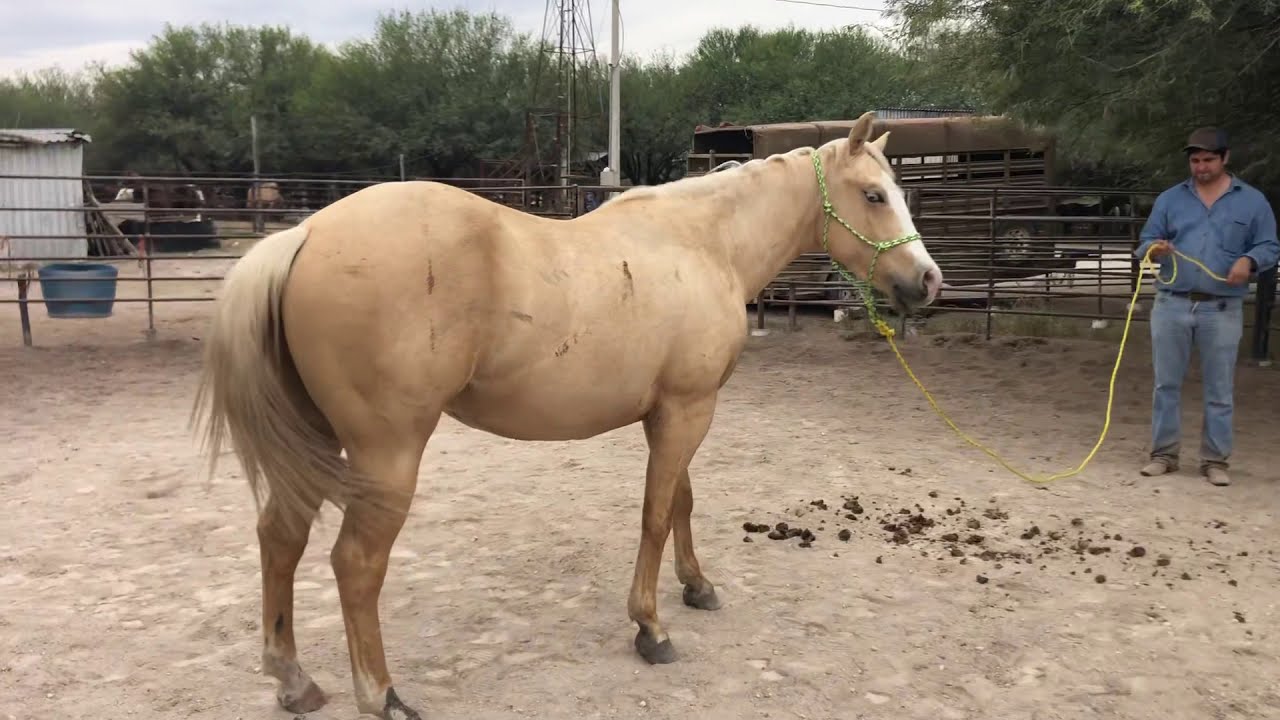 RANCHOLAROSA. PALOMINO CARETO 2017 DE GUNNER ON ICE#CUARTOSDEMILLA ...