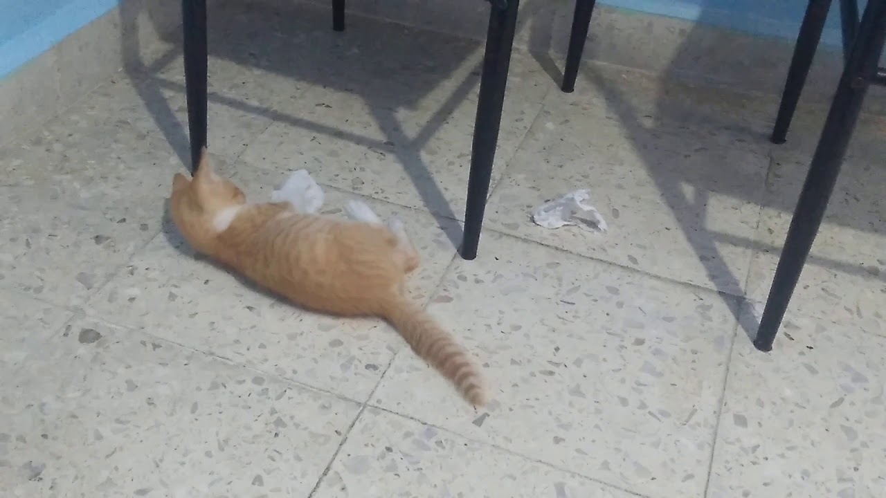 Gato Vs papel - YouTube