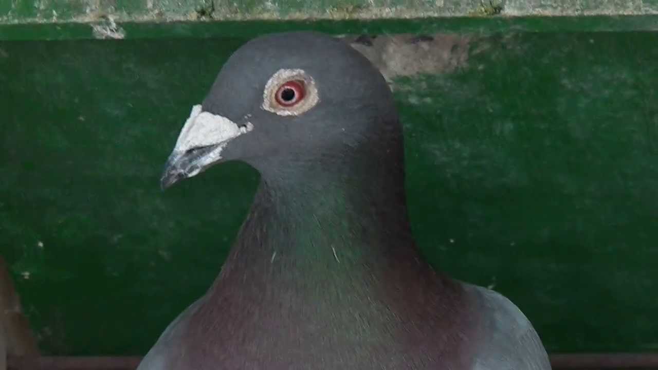 Paloma mensajera Linea Jansen pluma arendok azul reproducto Palomar ...
