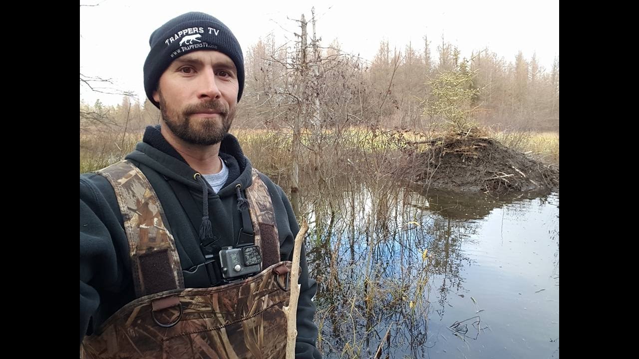 Fall Beaver Trapping 2016 Part 1 With Underwater GoPro Footage - YouTube