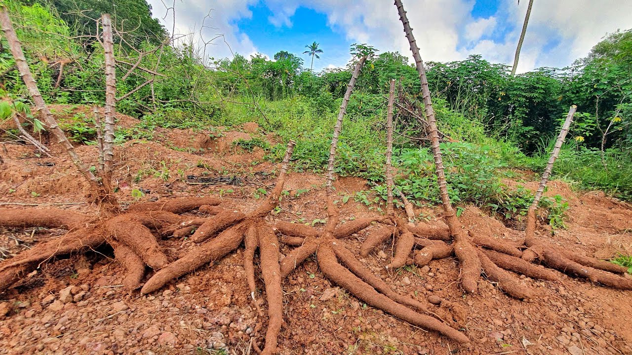 Cassava/Manyokka/Manioc Farming & Harvesting Technology in Sri Lanka 🇱🇰 ...