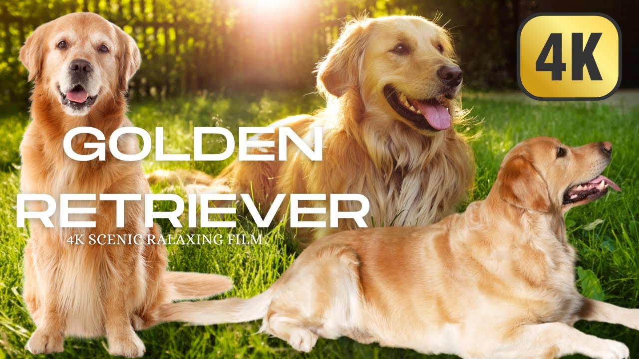 4K FILM ABOUT GOLDEN RETRIEVER WITH RELAXING MUSIC - YouTube