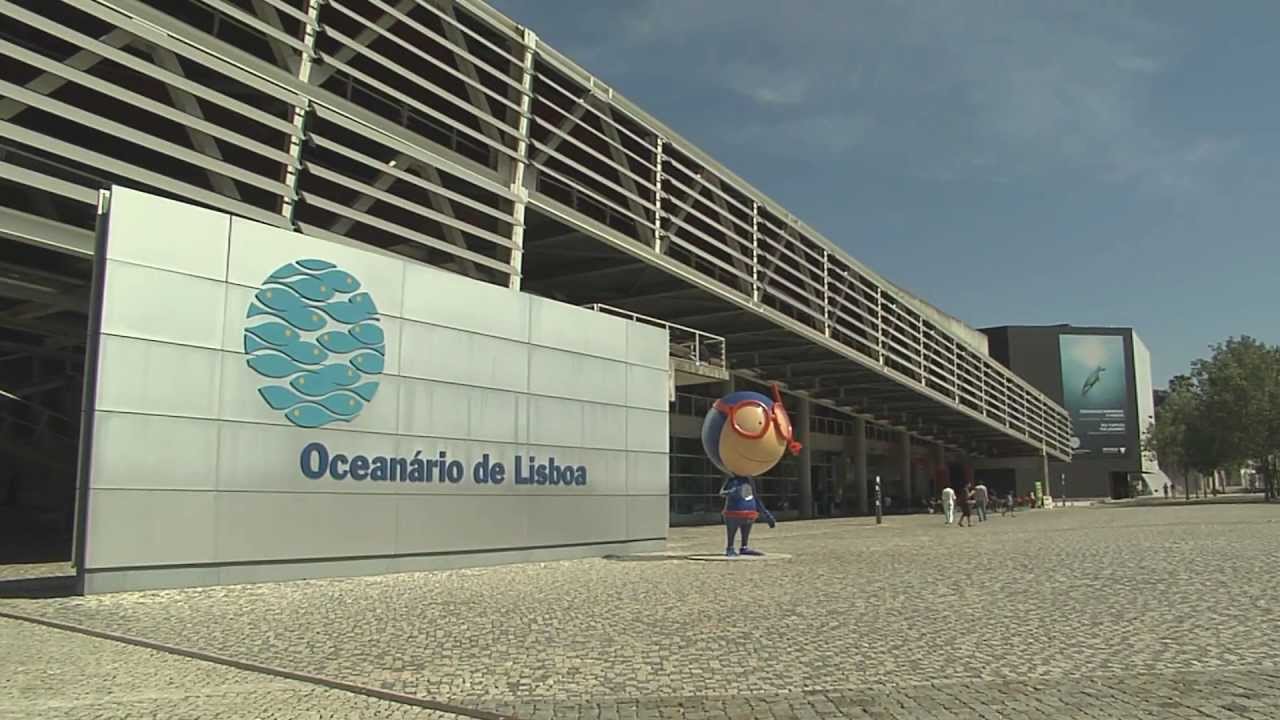Imagens únicas e exclusivas da ecografia de uma raia-de-pintas-azuis no ...