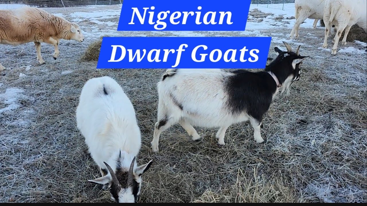 New to the Farm, Nigerian Dwarf Goats! - YouTube