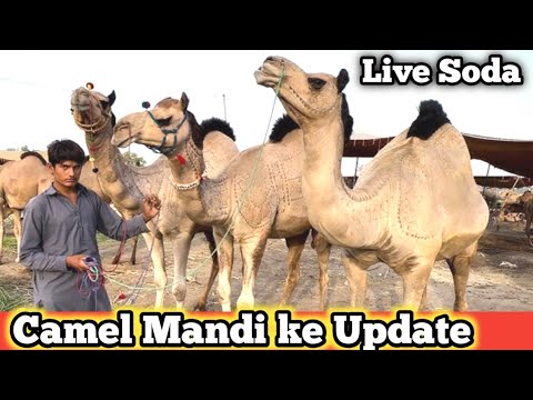 Shahpur kanjra Camel Mandi Lahore 2026 | Camel Mandi 2026 | Dangerous Camel Qurbani | Camel Mandi