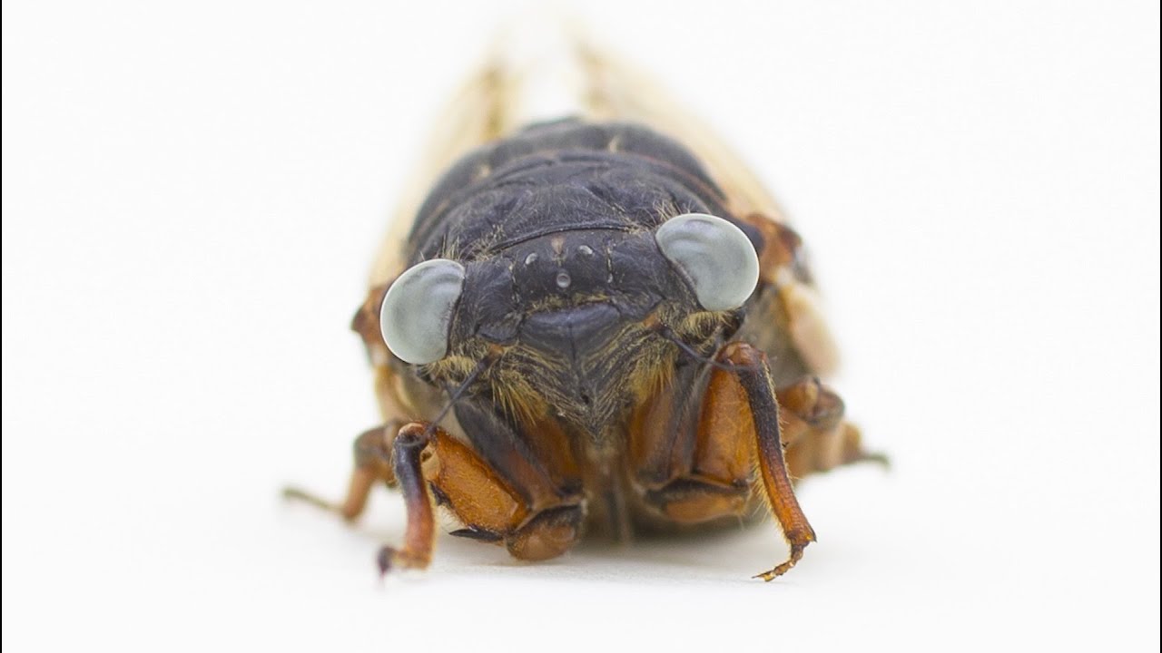 6/04/2024: From Pink Soup to a Blue-Eyed Cicada - YouTube