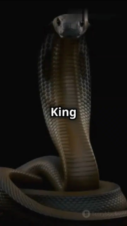 King Cobra Vs Python - YouTube