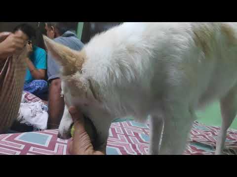 Family playing Ludo dog playing with ball - YouTube