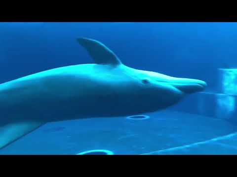 WhatsApp Video 2023 12 02 at 7 37 36 PM