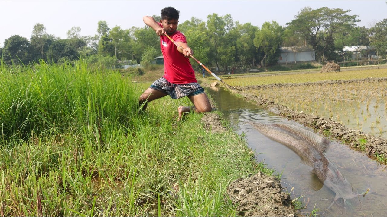 Best Drain fishing by primitive arrow Catch fish from rice filed Drain ...