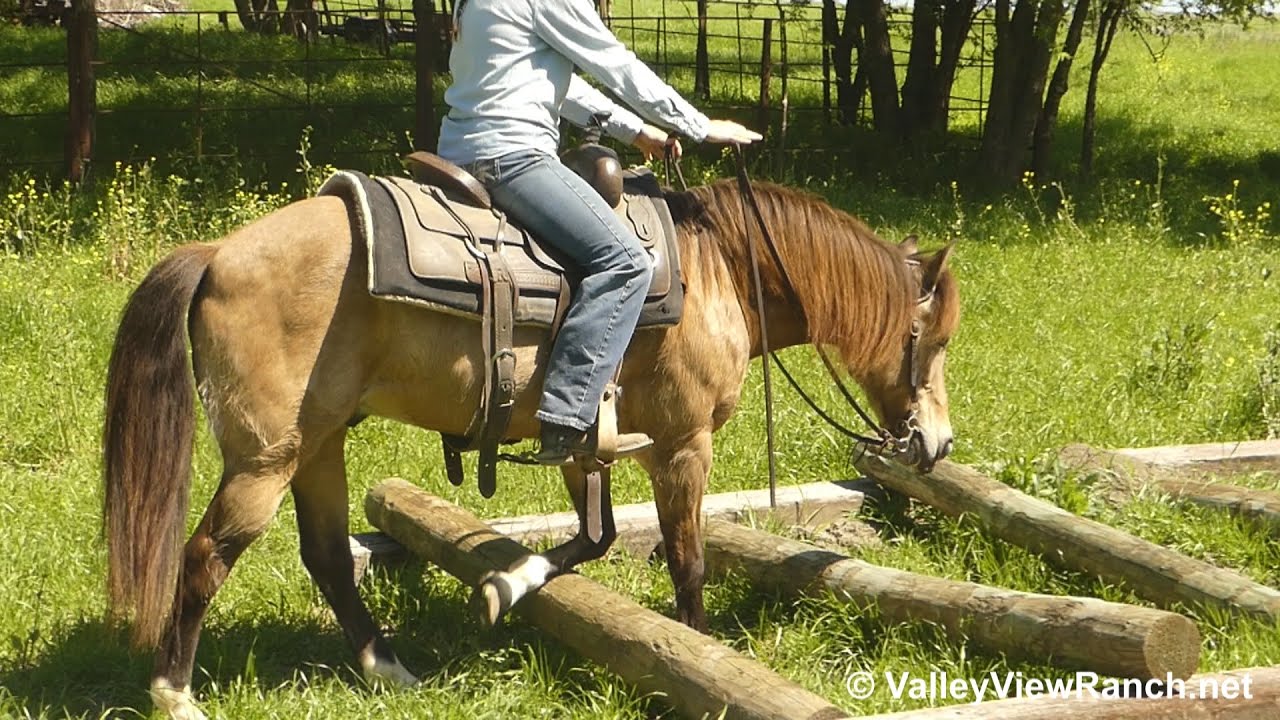 Cooper - teeter totter, bridge, logs! - ValleyViewRanch.net - YouTube
