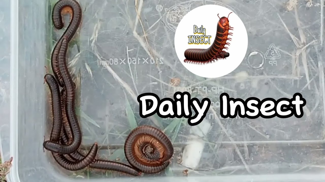 Finding cute millipedes and catch put in box, daily insect - YouTube