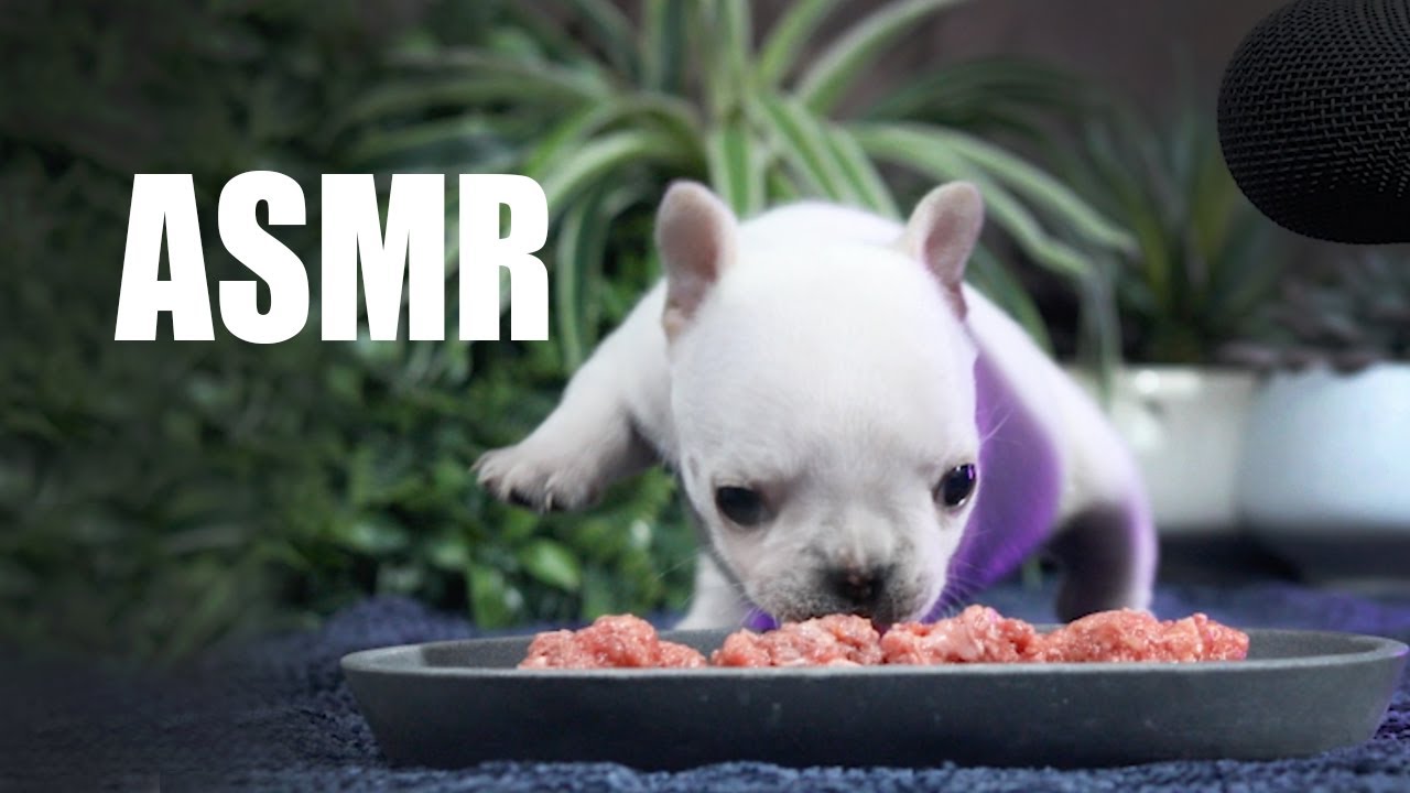 ASMR French Bulldog Puppy Eating Raw Minced Beef - YouTube