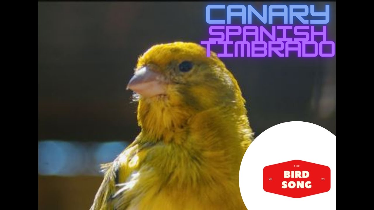 SPANISH TIMBRADO CANARY - SOUND - YouTube