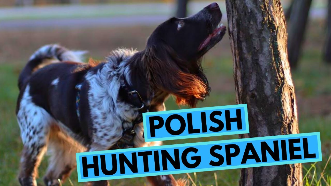 Polish Hunting Spaniel - Facts and Information - Polski Spaniel ...