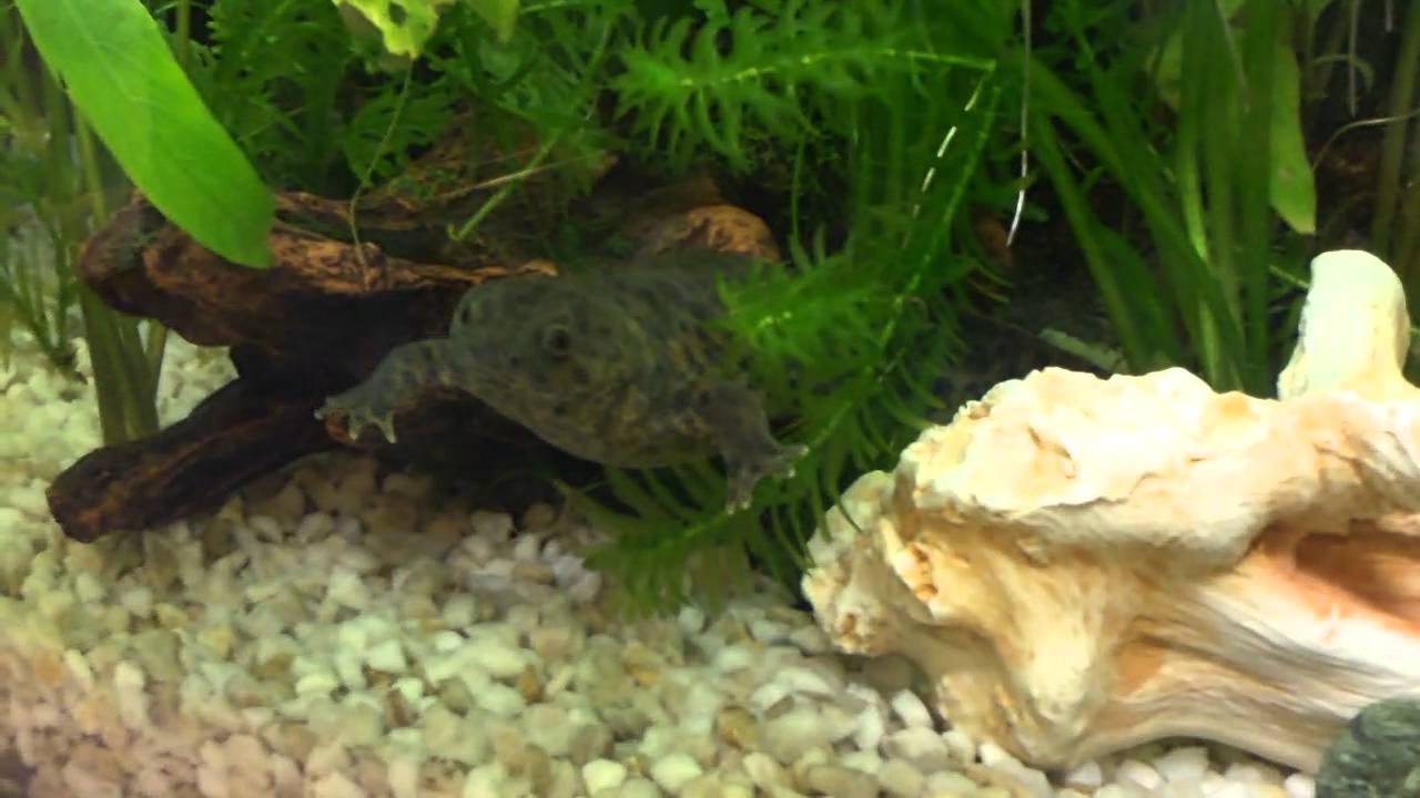 Graby (My Spanish Ribbed Newt / Mon Pleurodeles waltl) eating two ...