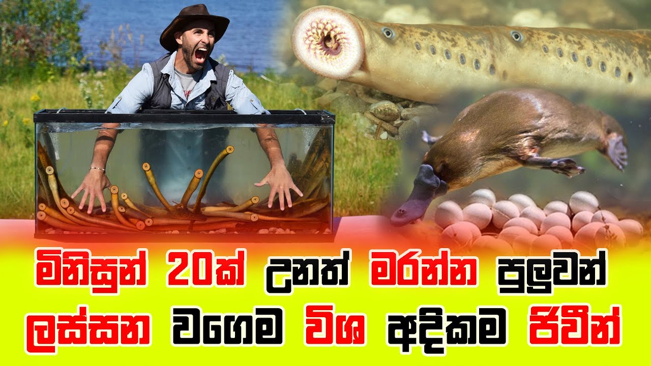 ලස්සන වගෙම විශ අදිකම ජිවීන් වර්ග/Beautiful and poisonous species ...