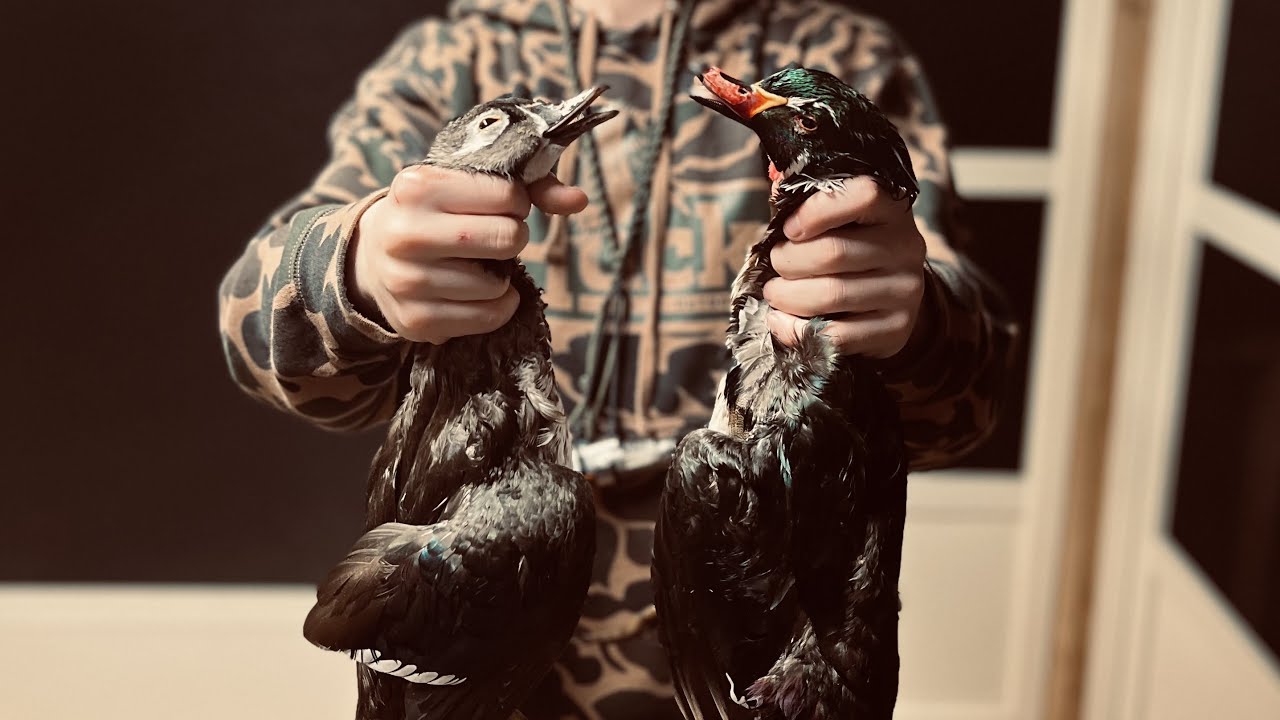 The CRAZIEST AFTERNOON duck hunt I've ever EXPERIENCED! (FLOODED TIMBER ...