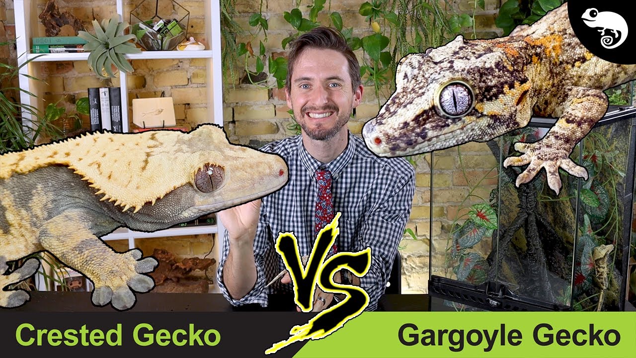 Crested Gecko vs Gargoyle Gecko | Head To Head - YouTube