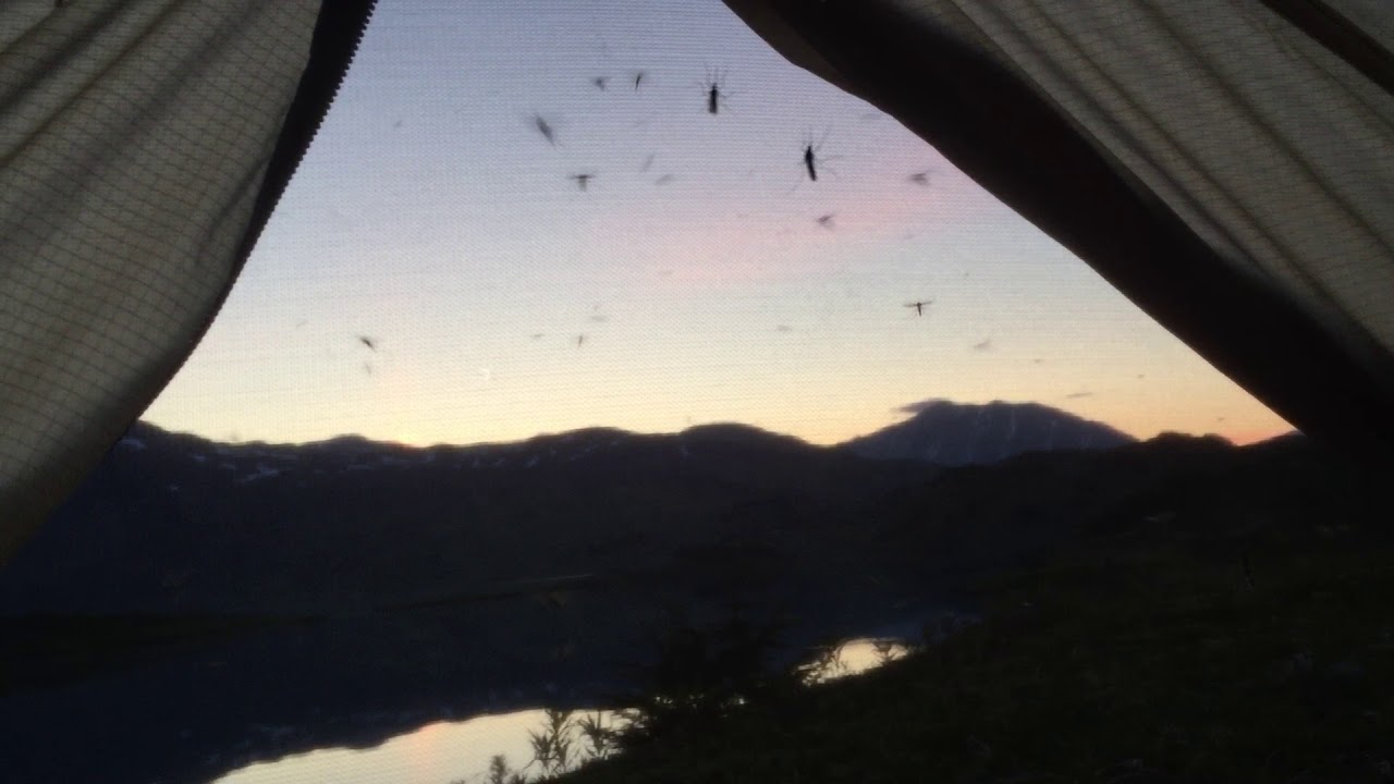 Mosquitoes swarming in Southcentral Alaska - YouTube