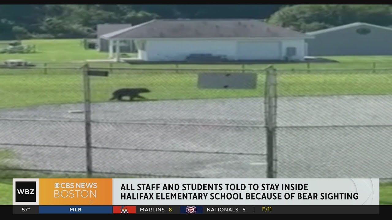 Bear spotted at elementary school in Halifax - YouTube