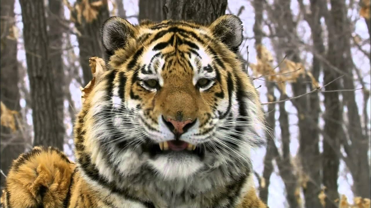 Remembering 2012 PBS Programs on THIRTEEN - YouTube