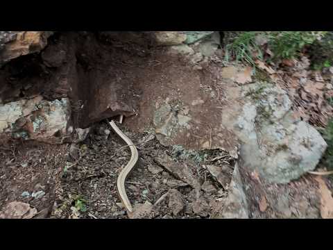 Yılanlı Define Kazısı, Adrenalin İsteyen İzlesin...