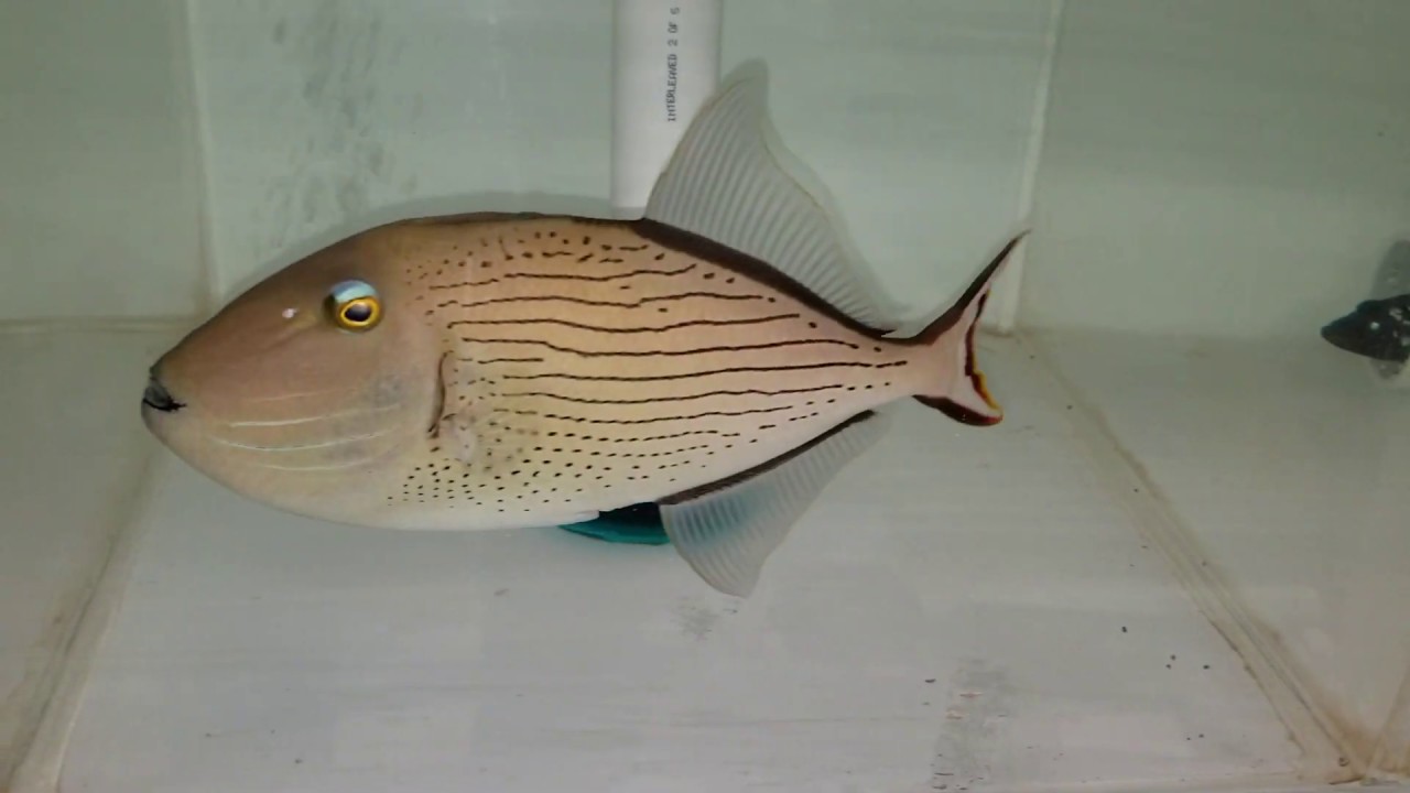 Line Spot Trigger $1299 - Maldives - YouTube