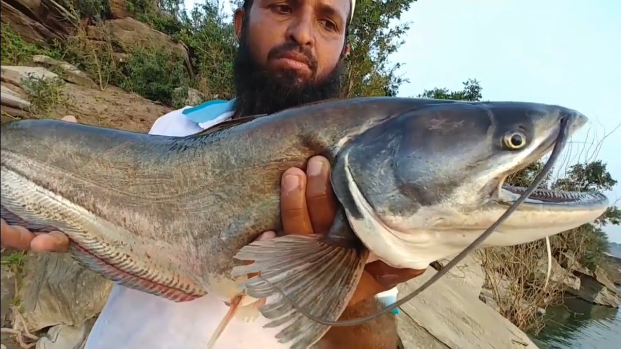Best Patan Fish catching||Big wallago/patan fishing||Awesome fishing ...