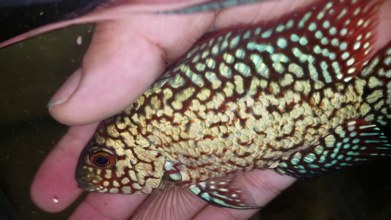 My fish as of 9-6-18 flowerhorn, red texas,hybrids and african cichlids ...