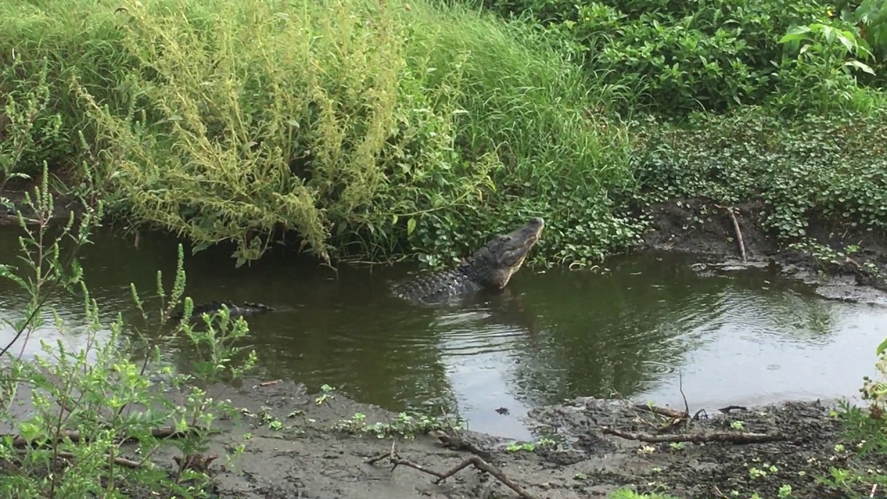 Alligator Circle B Bar Reserve - Lakeland - YouTube
