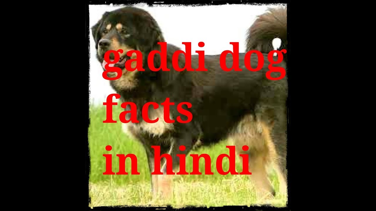 Gaddi dog facts in hindi - YouTube