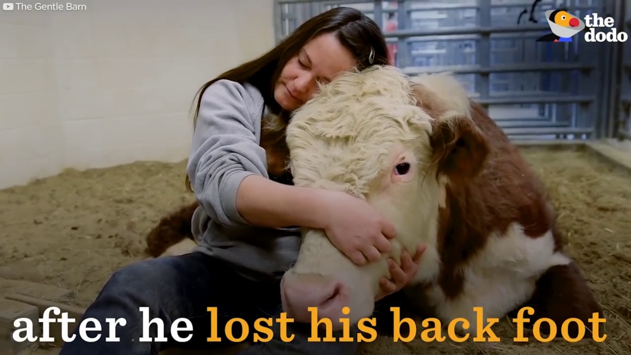 Cows Acting Like Dogs & More | Cows Are Awesome Compilation | The Dodo ...