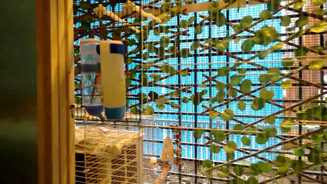 My beautiful cage for my beautiful finches! - YouTube