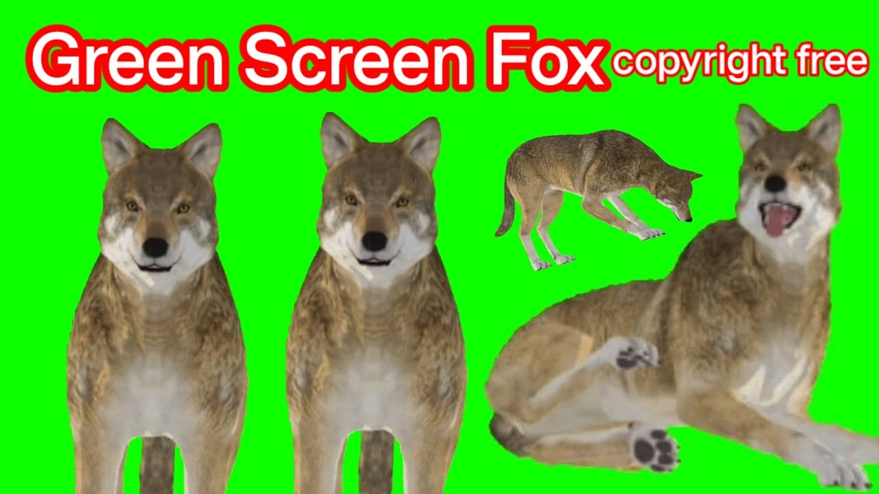 Green Screen Fox 3D Animation copyright free - YouTube