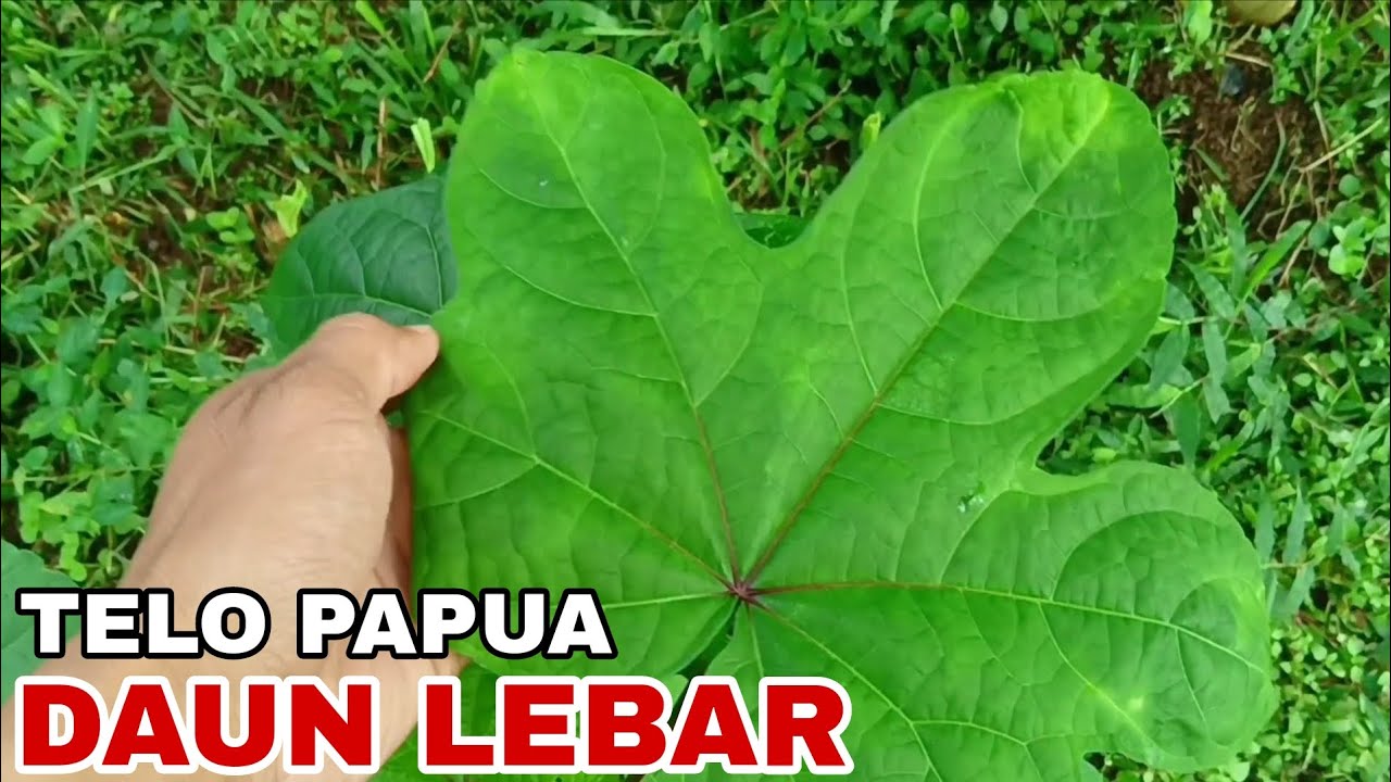 Mengenal Berbagai Rambanan Untuk Pakan Domba/Kambing - YouTube
