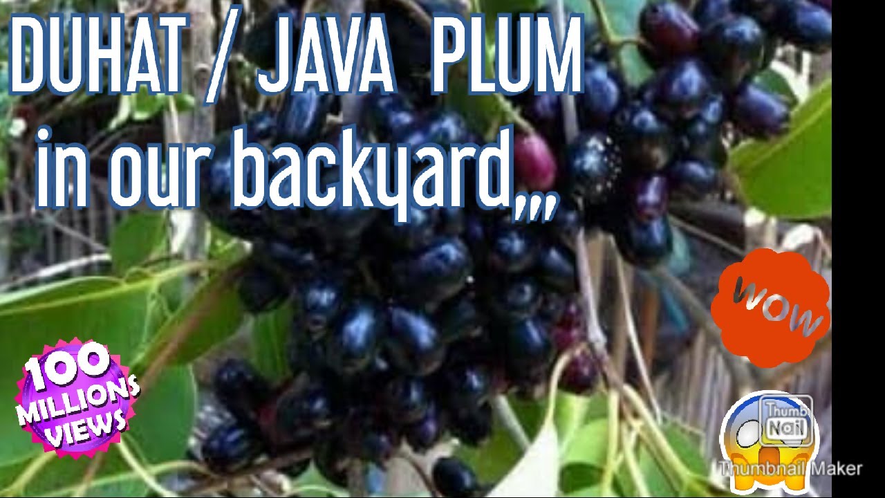 DUHAT / JAVA PLUM IN OUR BACKYARD .V#59 - YouTube