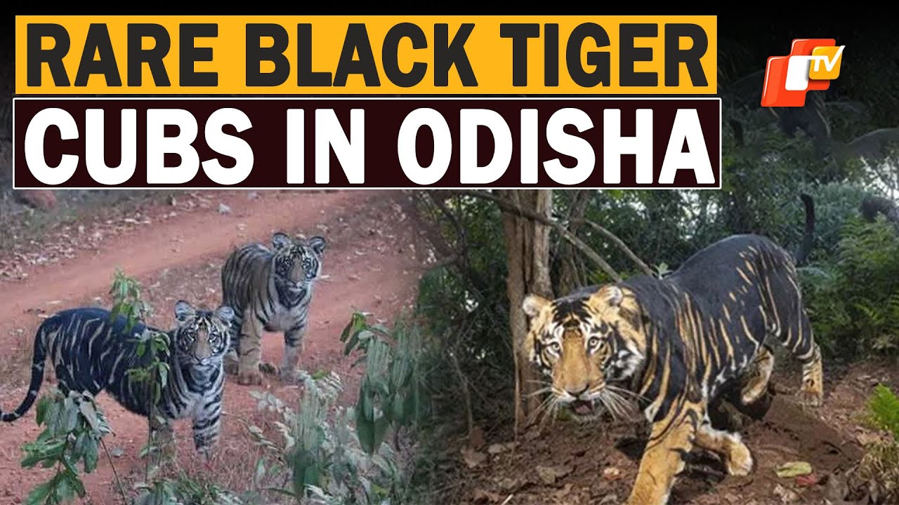 Rare Black Tigers TIMES NOW على X: "In A First, Odisha To Set Up