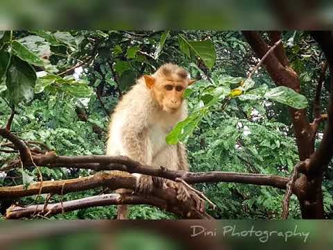 Monkey... rainy climate 🐒🐵🐒