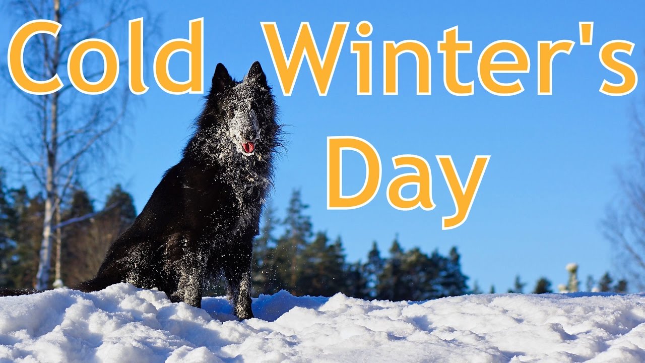 Cold Winter's Day - Belgian Groenendael Style - YouTube
