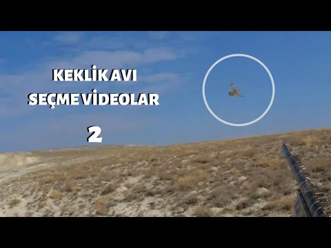 KEKLİK AVI SEÇME VİDEOLAR  2 ( Охота на куропатку -  Partridge Hunt )