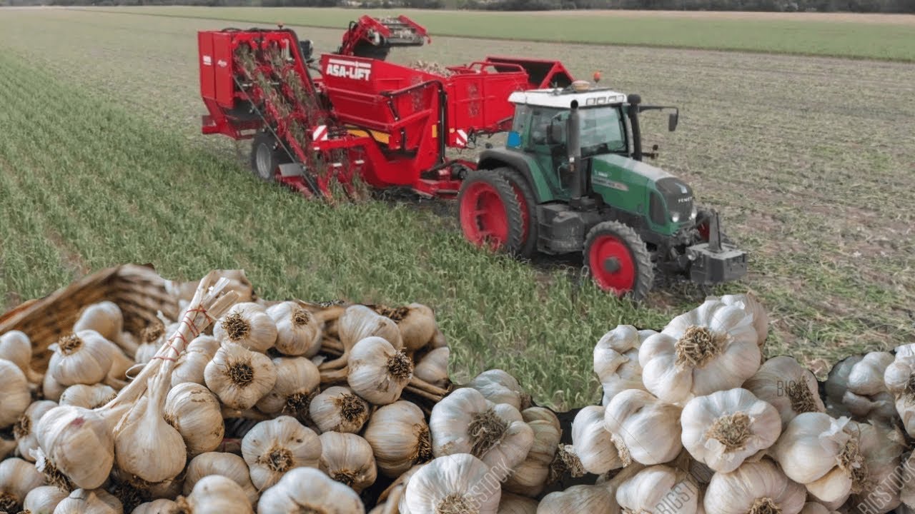 Amazing Garlic Farm and Harvesting - Modern Cultivation and Agriculture ...