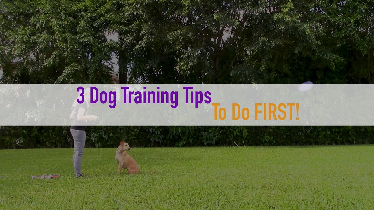 3 Dog Training Tips To Do FIRST! | Happy With Dogs - YouTube
