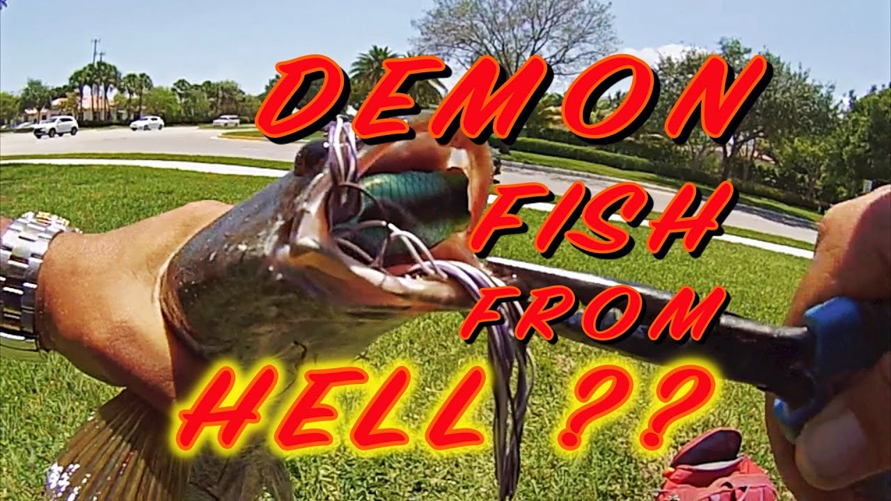 SNAKEHEAD - The Myths and Truths of the DEMON FISH - YouTube