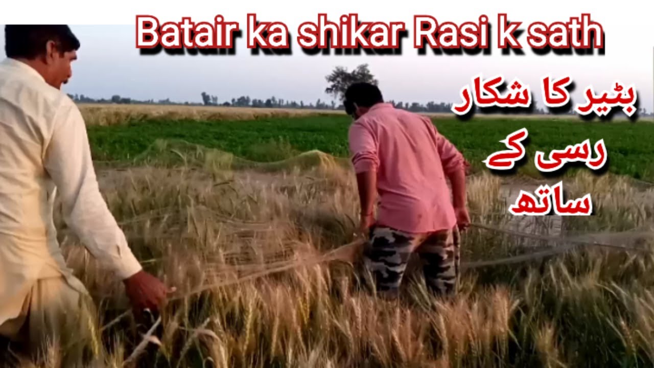 Rasi k sath batair ka shikar 2023 Quail hunting - YouTube