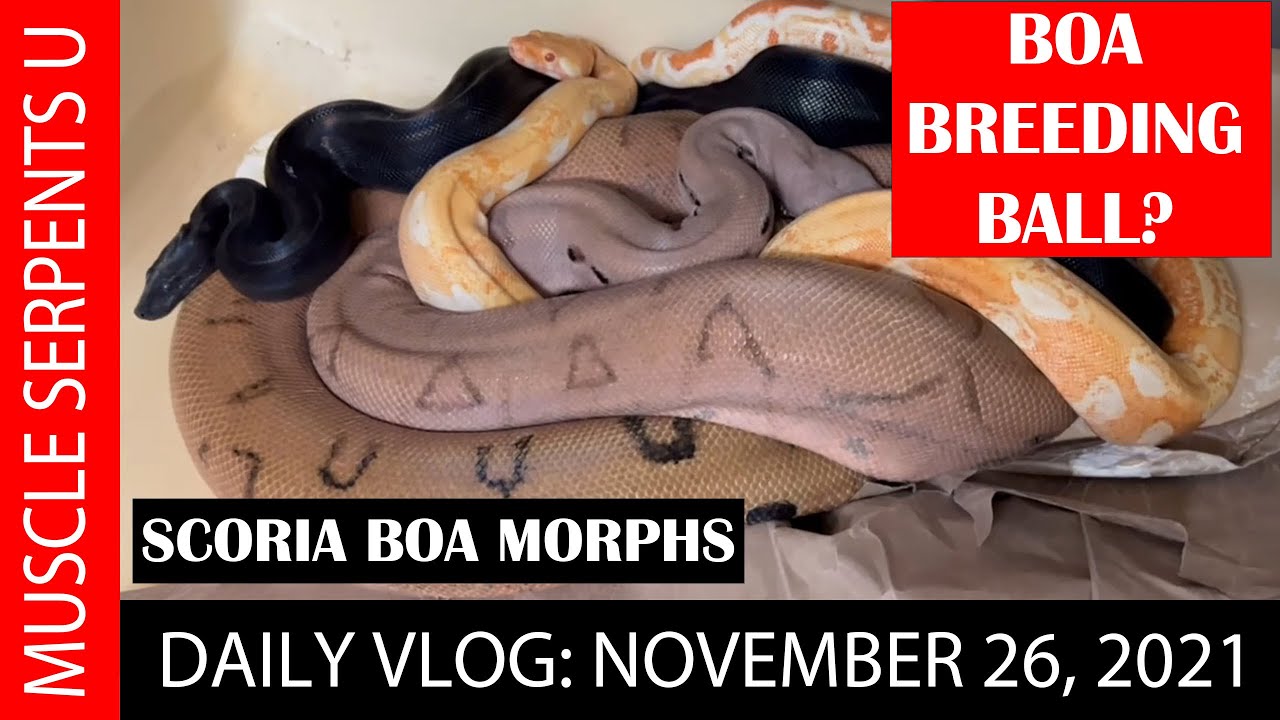 SCORIA BOA MORPH COMBOS! 11-26-21 - YouTube