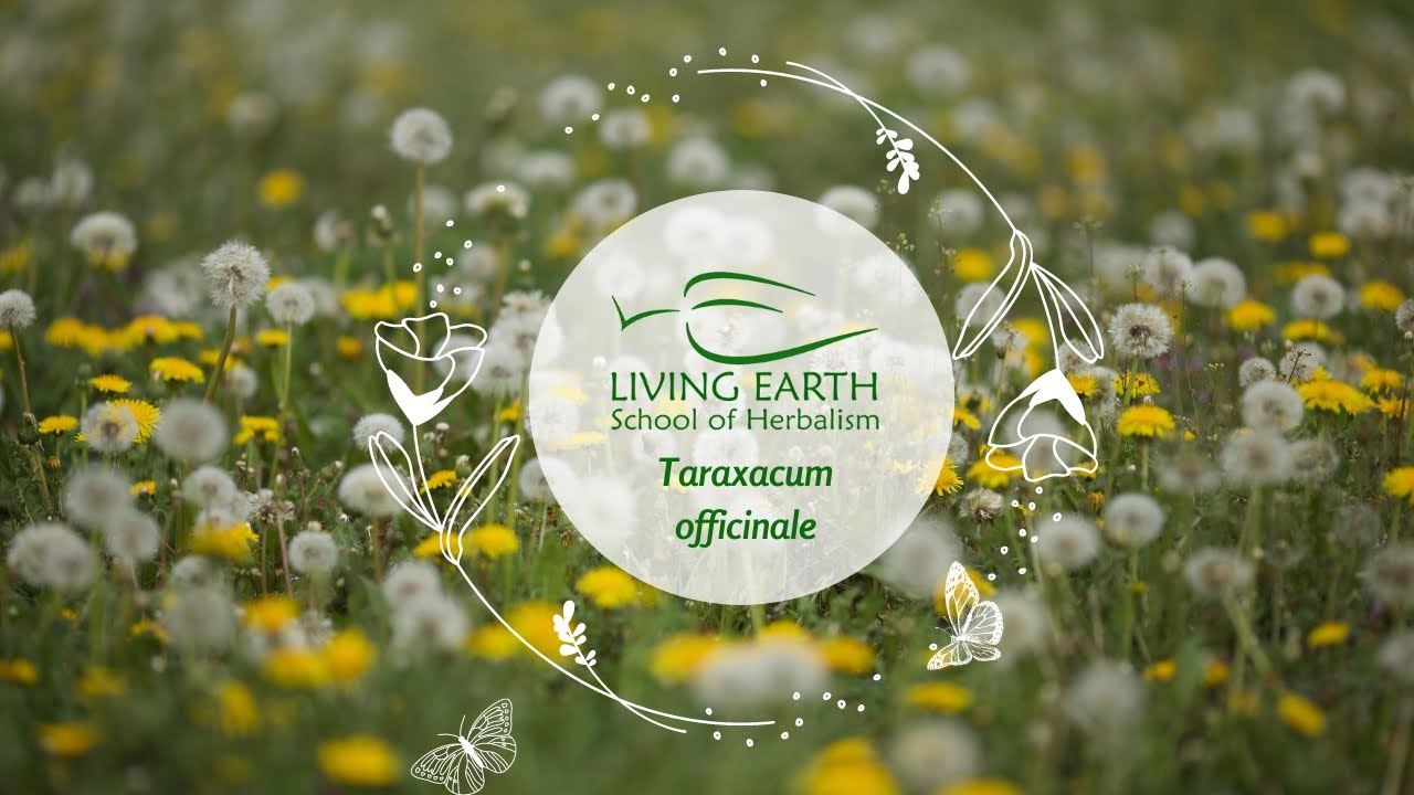 Medicinal Properties of Dandelion (Taraxacum officinale) ~ Michael ...