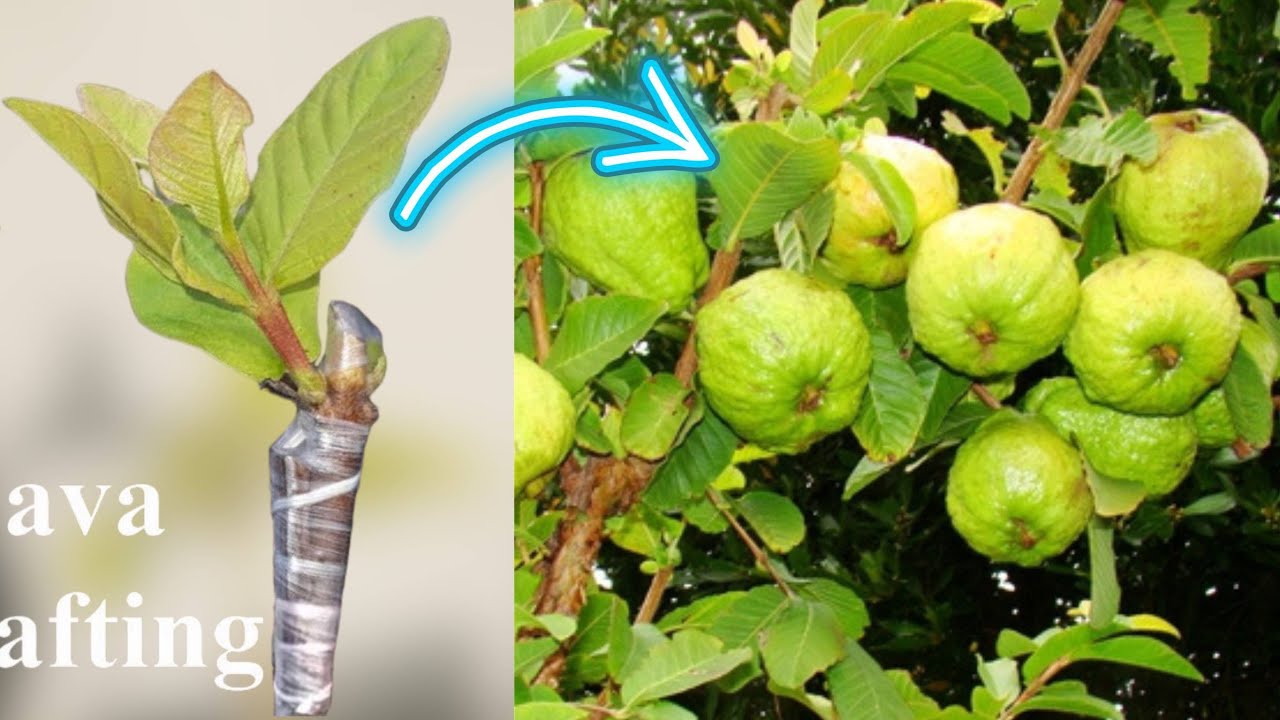 Guava Tree Grafting Method | Grafting Fruit Tree - YouTube