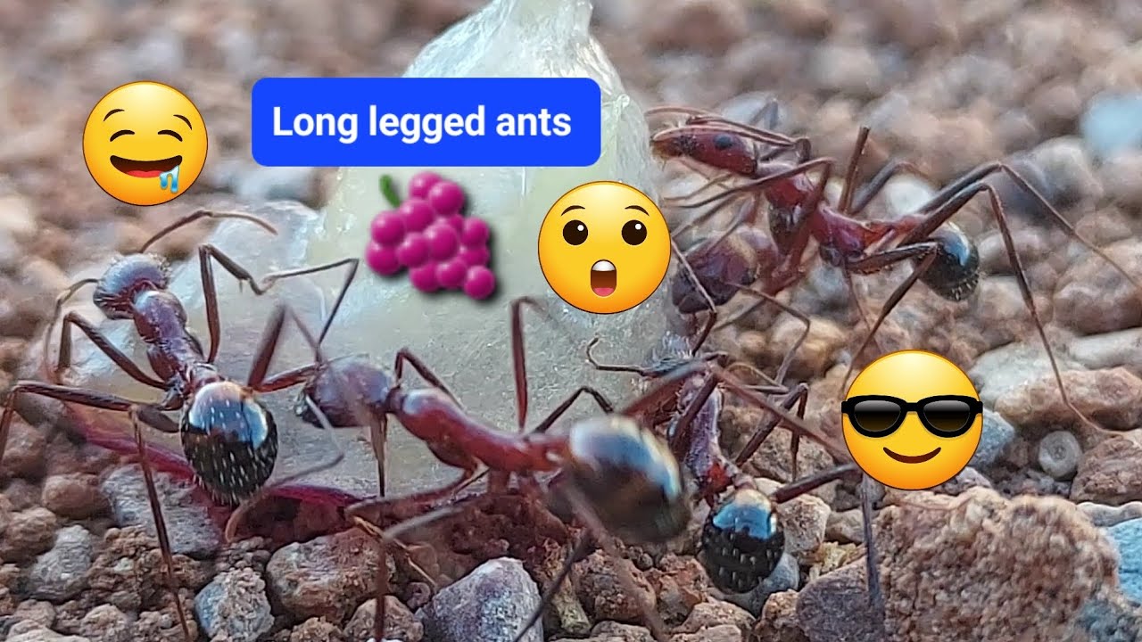 Long legged ants yummy snack 🍇😋 - YouTube
