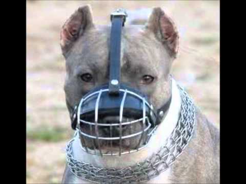 Estilo Pit-bull video.wmv